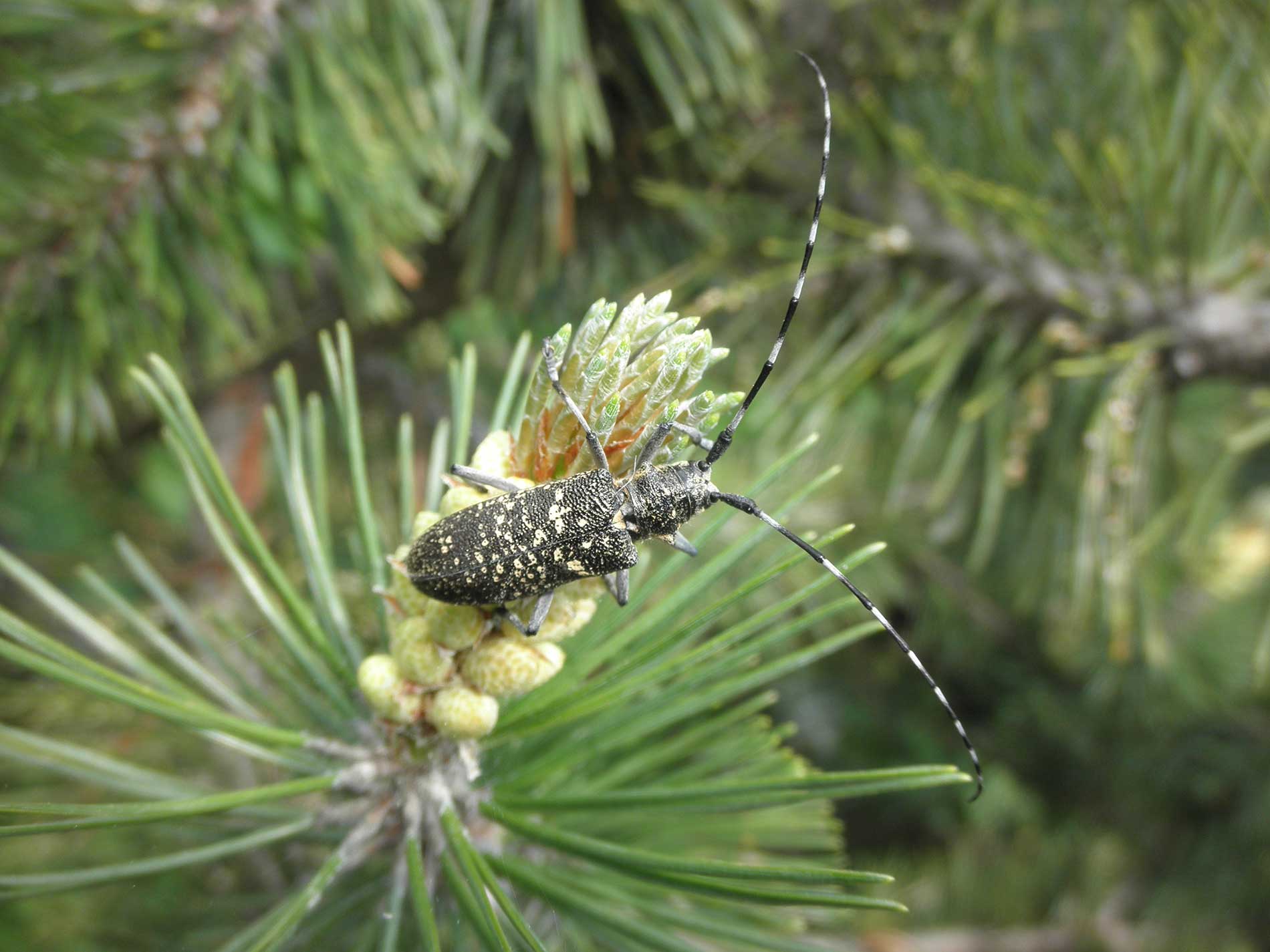 Managing Invasive Tree Pests - Twin Rivers Tree Service & Landscaping
