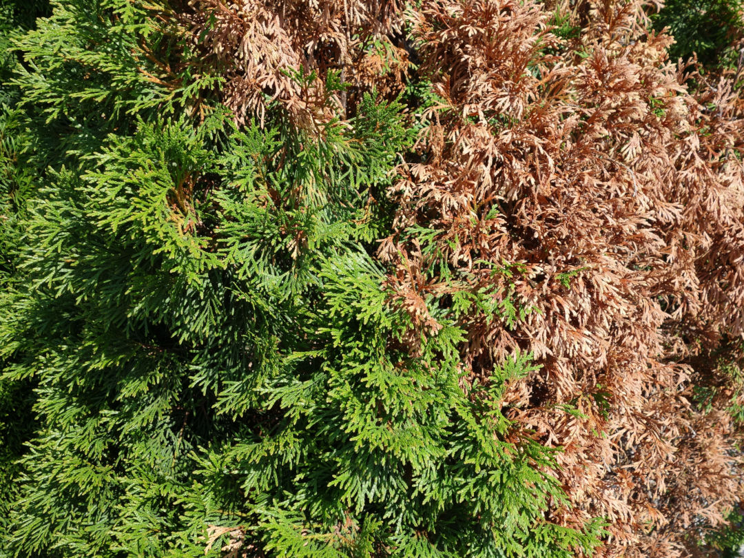 Is my cedar tree dying? - Twin Rivers Tree Service & Landscaping
